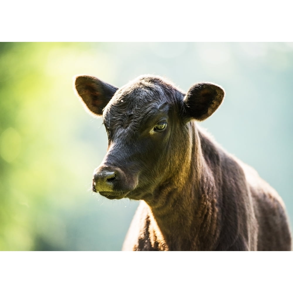 Posterazzi DPI12303414 Free Range Angus Calf - Gaitor Florida United ...