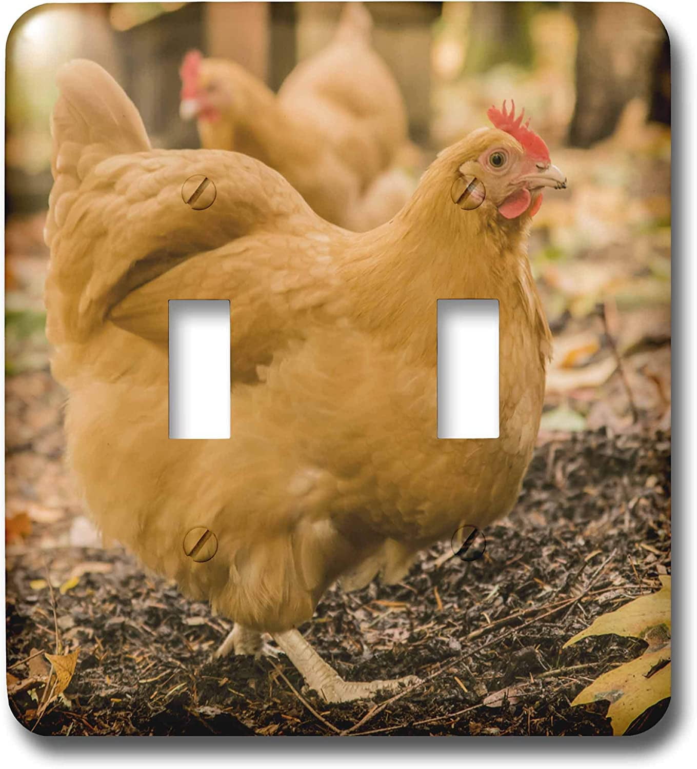 Free-ranging Buff Orpington chickens. double toggle switch lsp-332865-2 ...