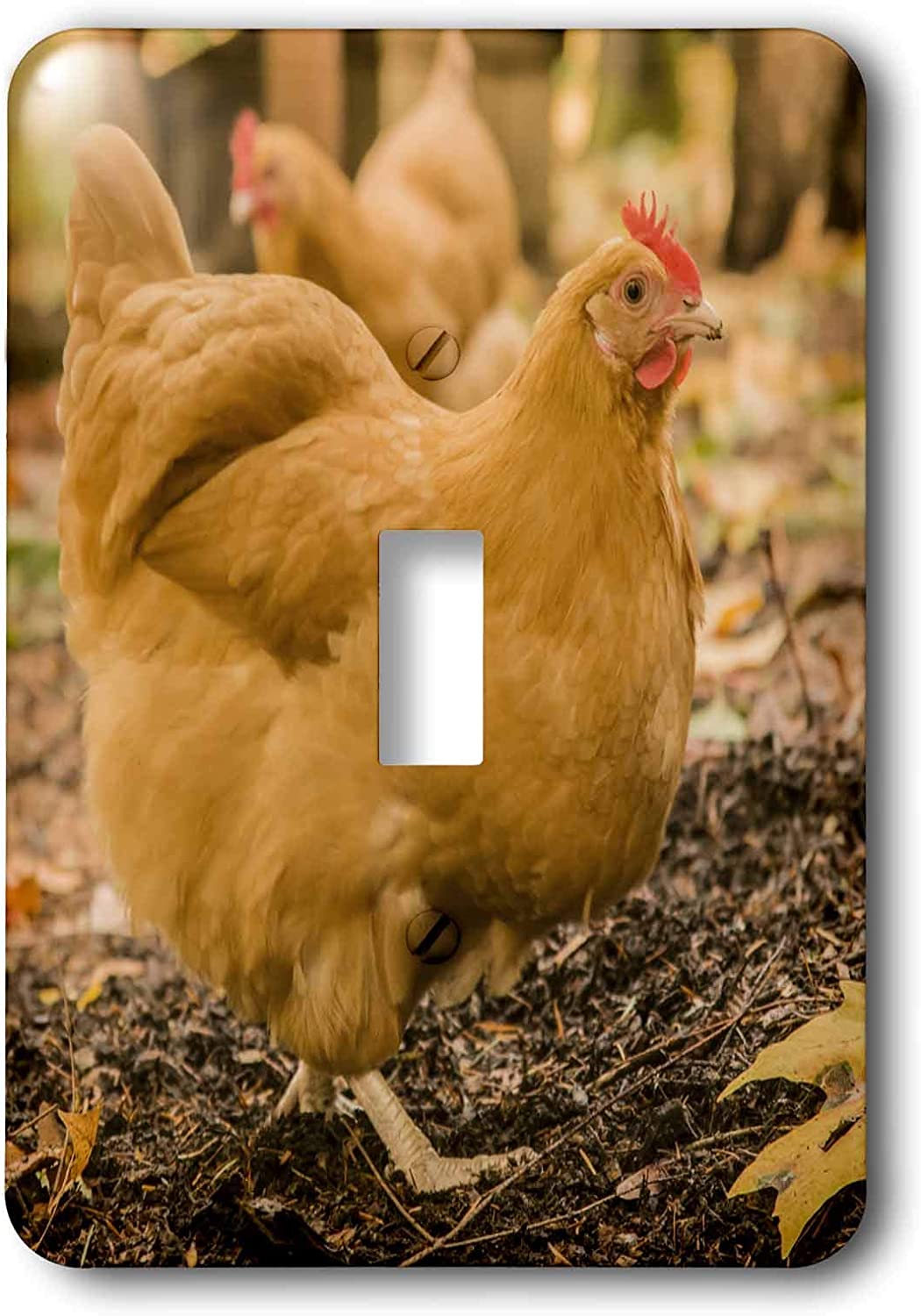 Free-ranging Buff Orpington chickens. single toggle switch lsp-332865-1 ...