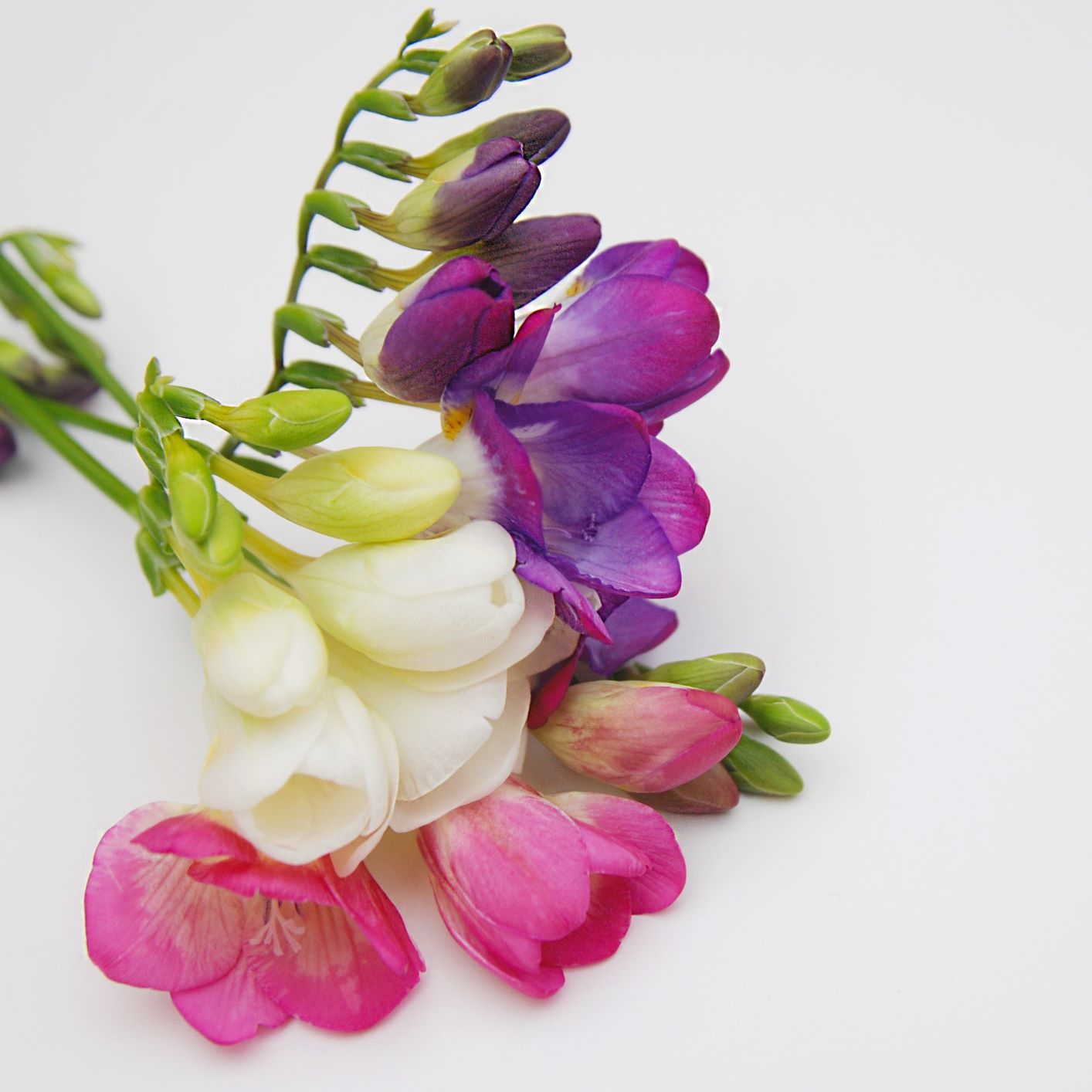 Freesia - Berries & Cream Collection (45 Bulbs) Multi-color - Walmart.com