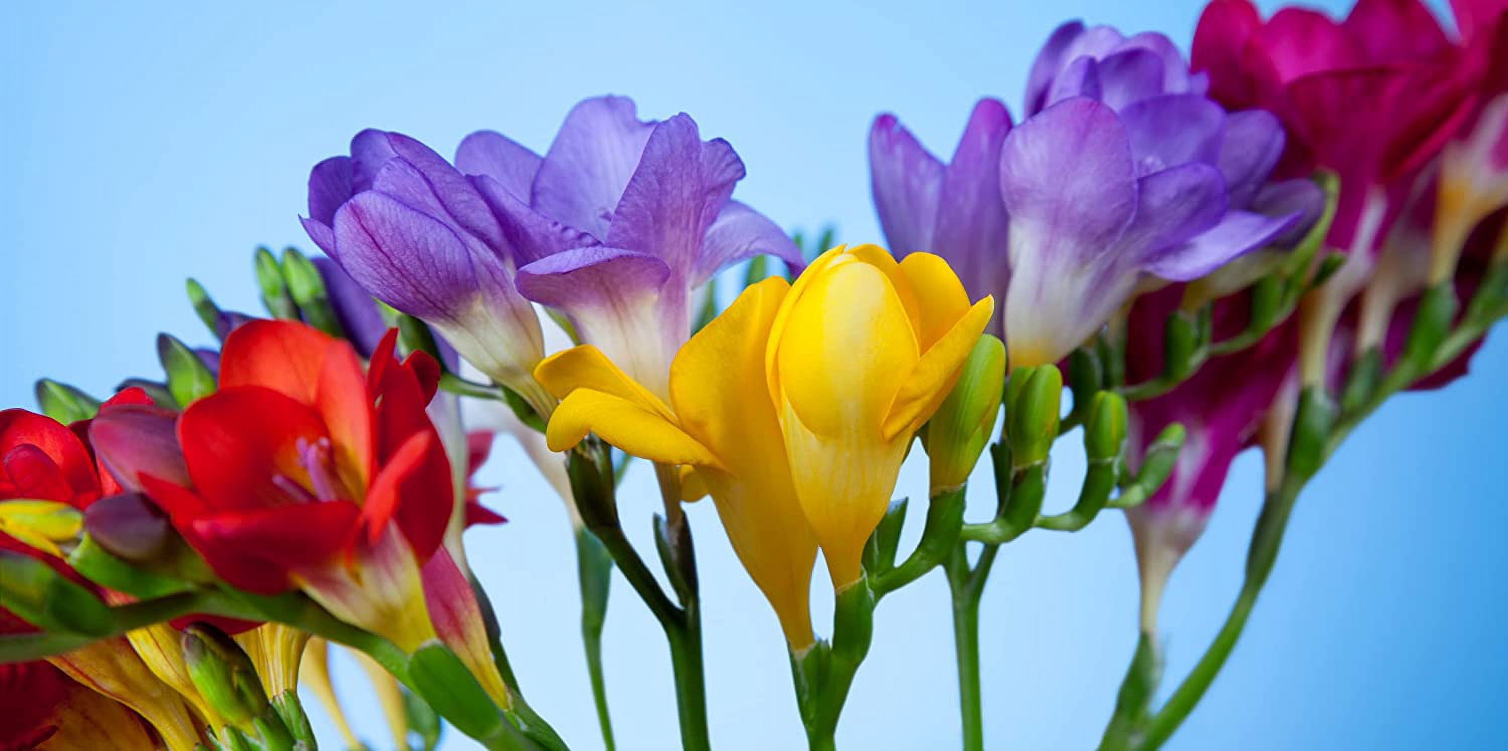 Freesia Flower Bulbs for Spring Planting - Mixed Colors for Bouquets ...