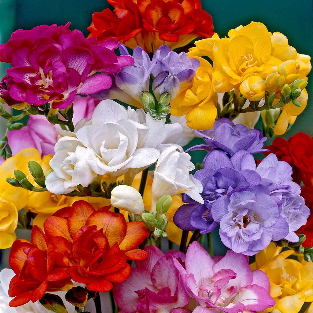 CZ Grain, Freesia Mixed Colors Bulbs, 10 Bulb Pack, Spring Planting ...