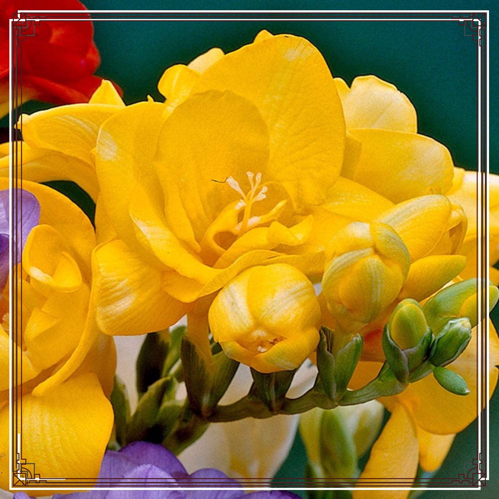 Freesia bulbs exotic floral decoration colorful bulbs beautiful flower ...