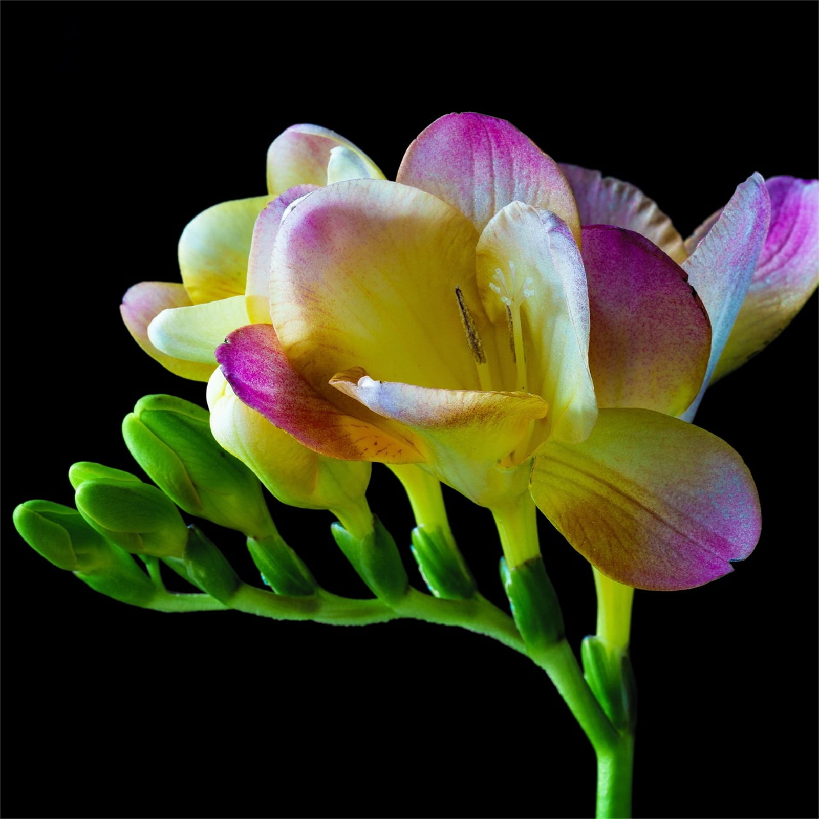 Freesia bulbs exotic floral decoration colorful bulbs beautiful flower ...