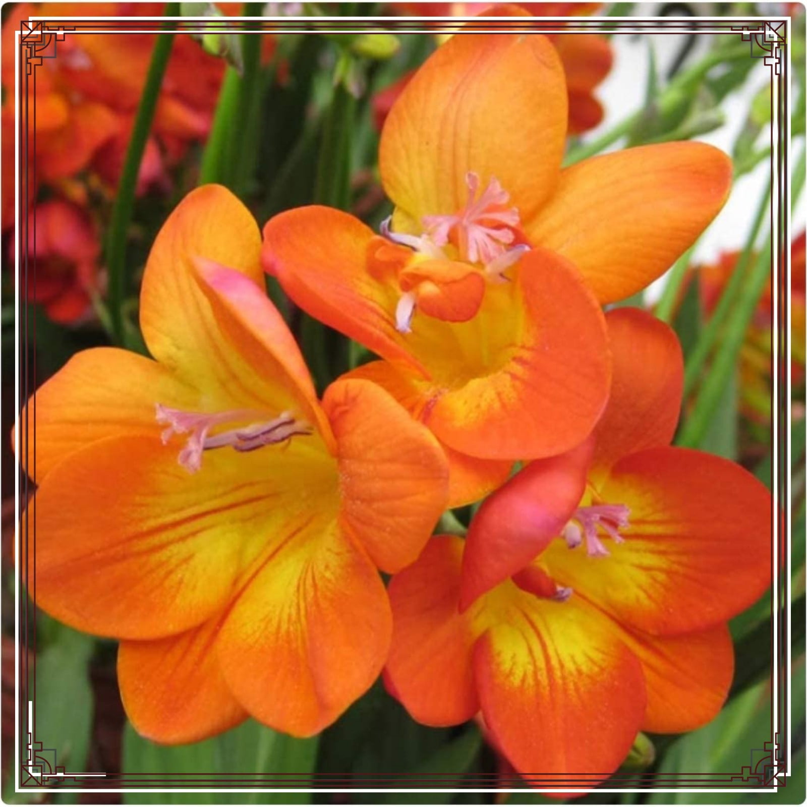 Freesia bulbs exotic floral decoration colorful bulbs beautiful flower ...