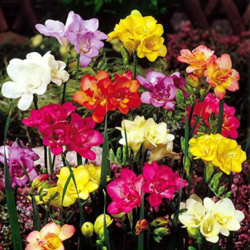 Freesia double flowering mix - 20 flower bulbs - Walmart.com