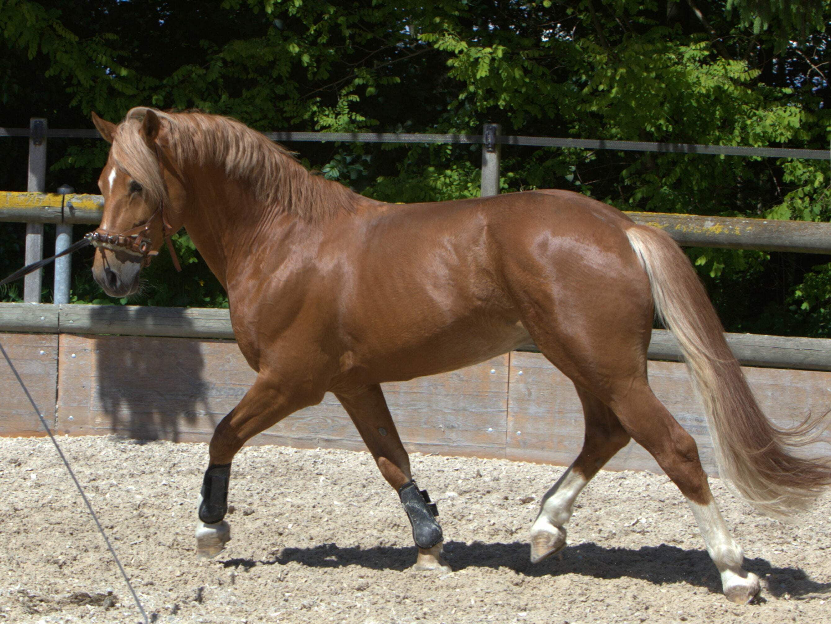 Freiberger Horse Breed GLOSSY POSTER PICTURE PHOTO PRINT BANNER ...