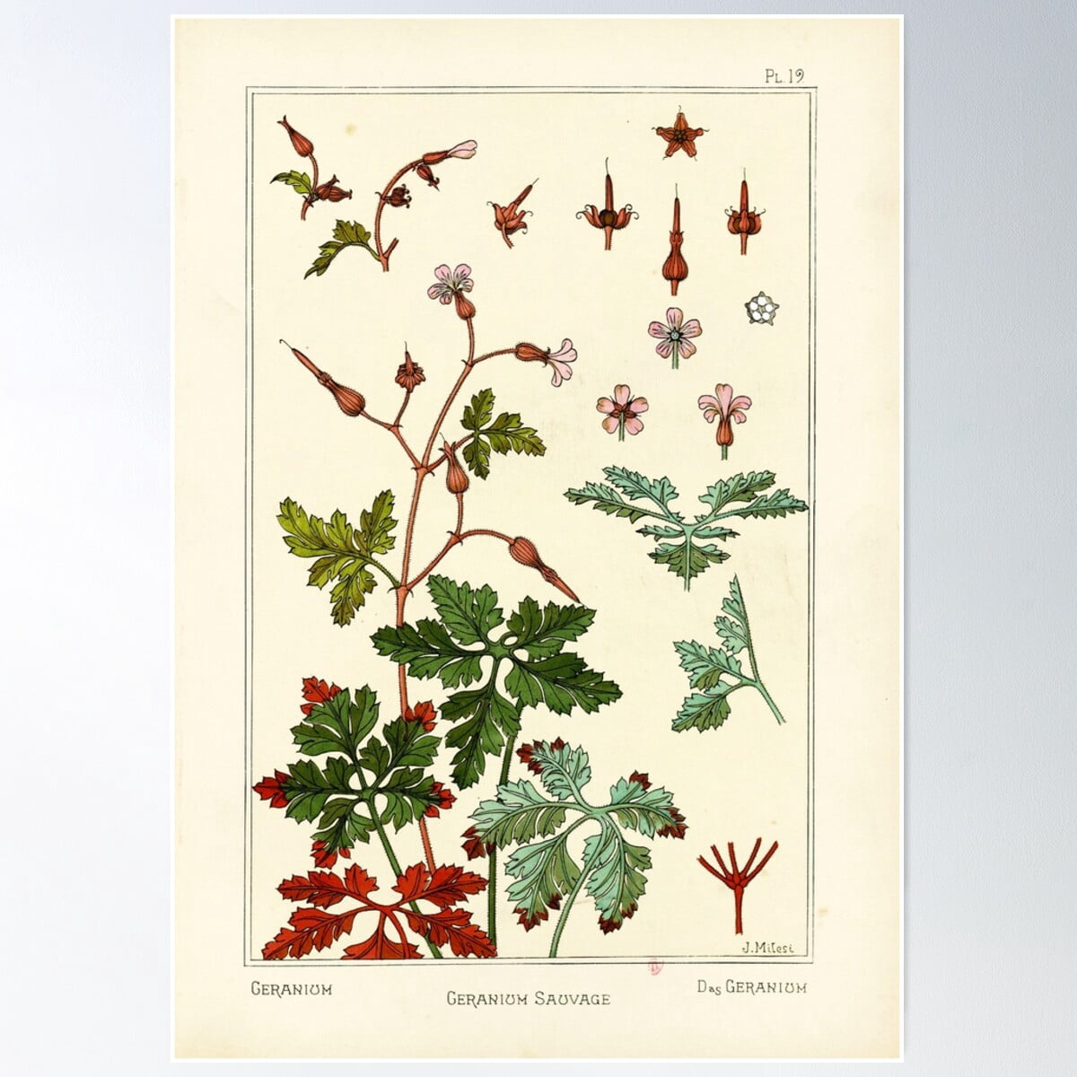 French Botanical Flower Plate - J Milesi - Geranium Sauvage Poster Wall ...