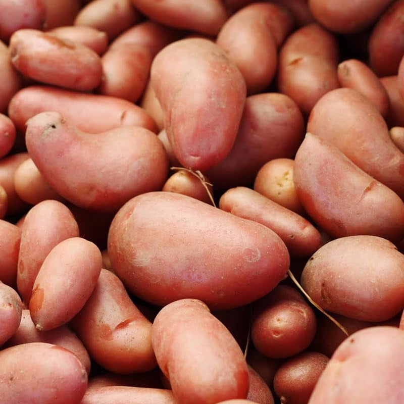 French Fingerling Organic Potatoes - Ready to Plant - Grow your own ...