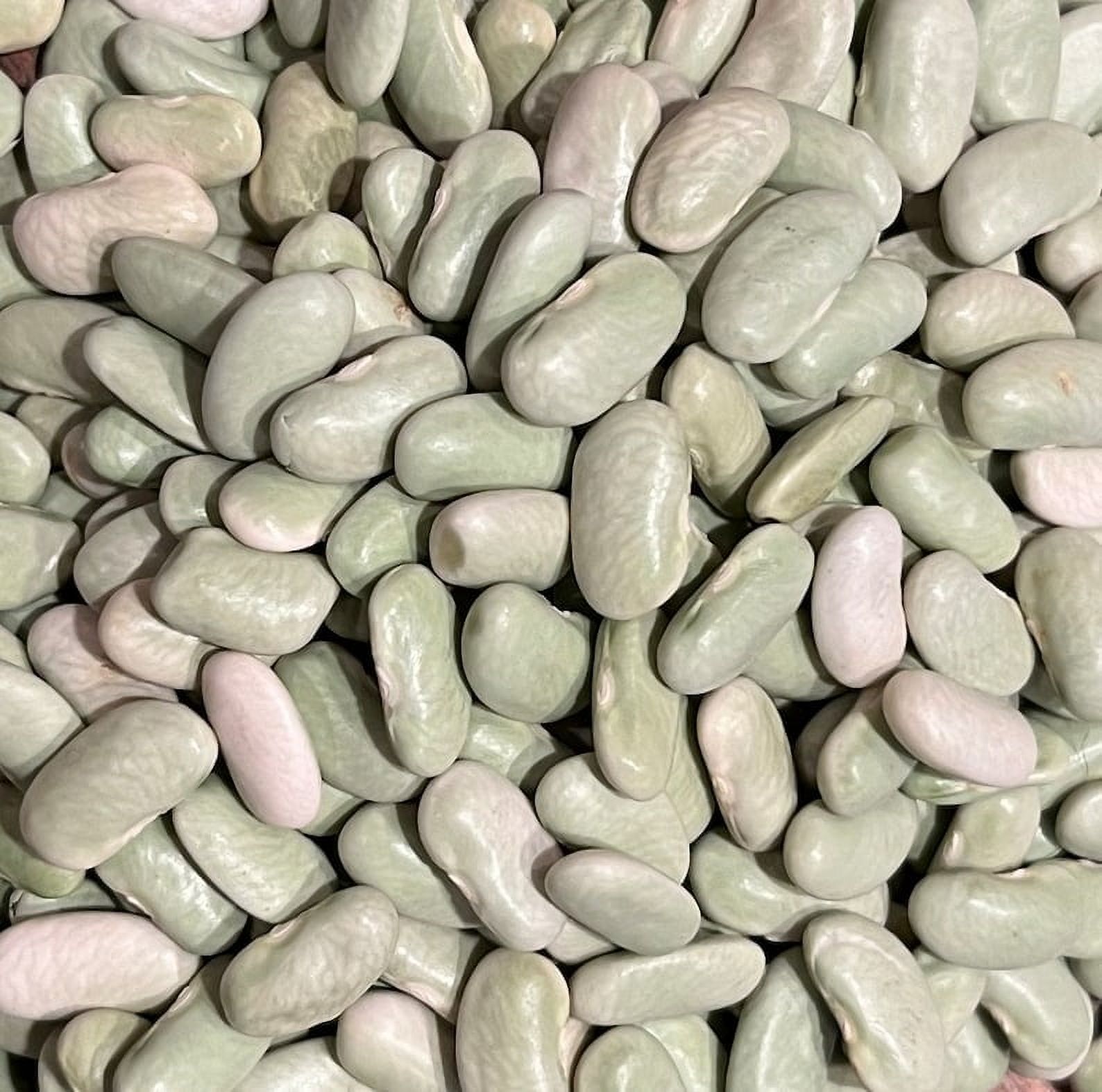 Sherwood's Seeds French Flageolet Dried Bean Heirloom Plant Seeds ...