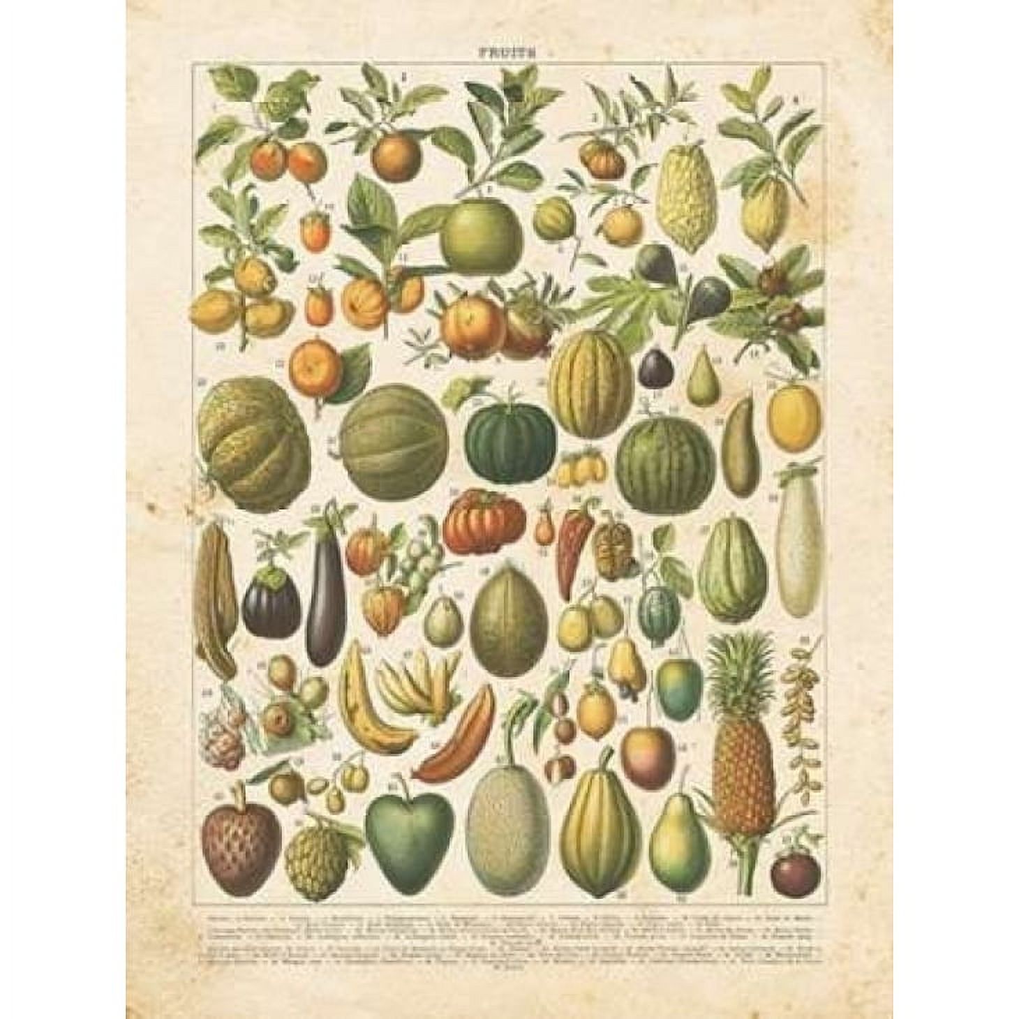 French Fruit Chart Poster Print by Gwendolyn Babbitt - Walmart.com