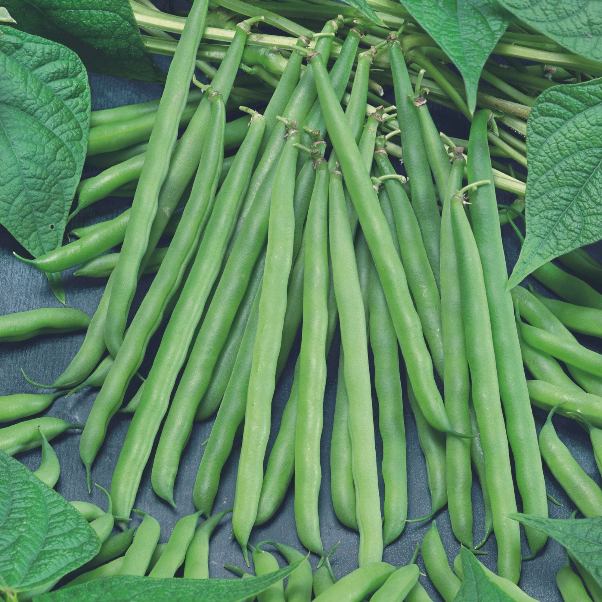 French Garden Bush Bean 18g ~133 Seeds – Non-GMO – High Yield – Fast ...