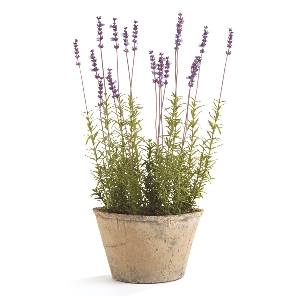 French Lavender Potted 21" - Walmart.com