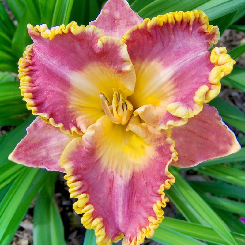 French Lingerie Daylilies Root - Naturalizing - Perennializing - Easy ...