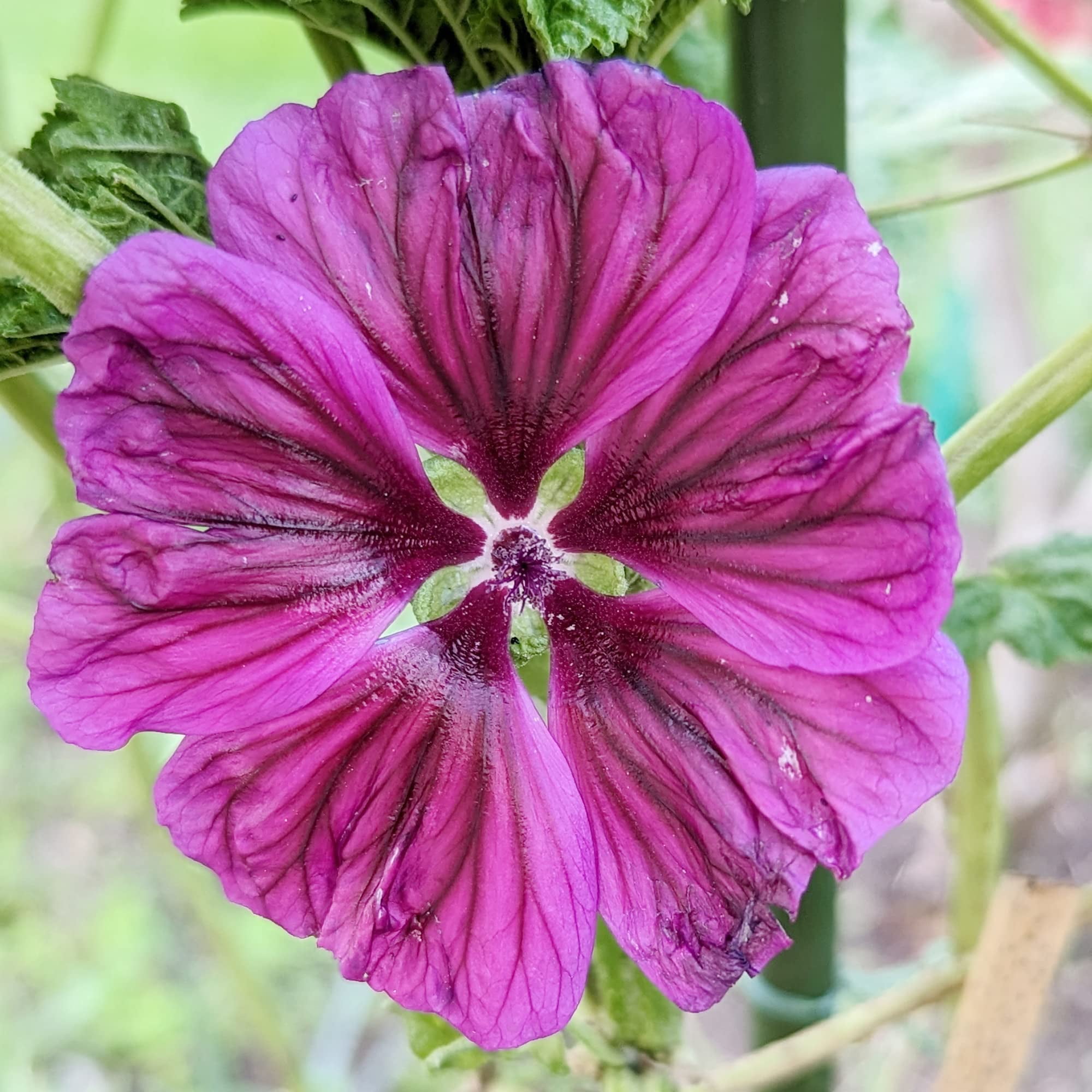 French Mallow Seeds SCH4 Mystic Merlin Perennial Rabbit Resistant ...