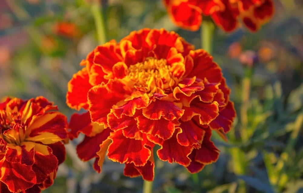 French Marigold 200+ Seeds, Beautiful Flower in Assorted Colors ...