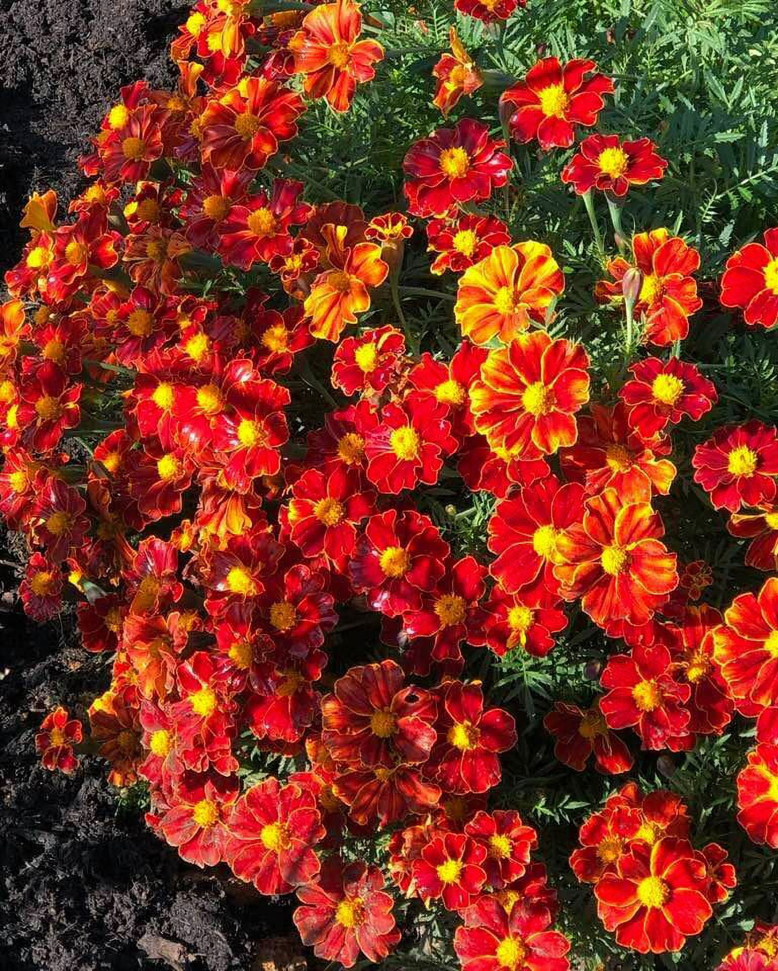 French Marigold DISCO RED 100 Seeds - Mother Nature's Seeds ...