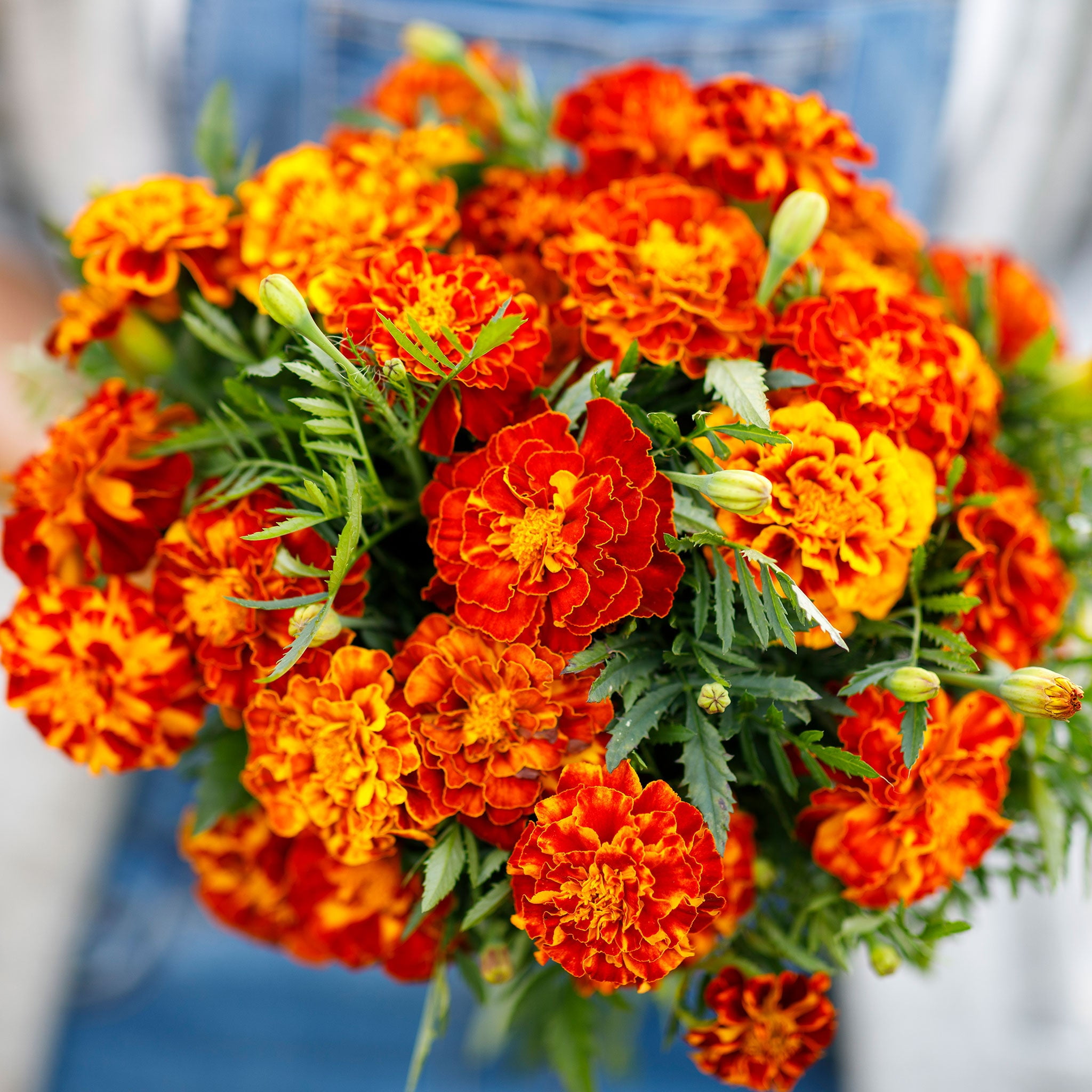 Yellow French Marigold