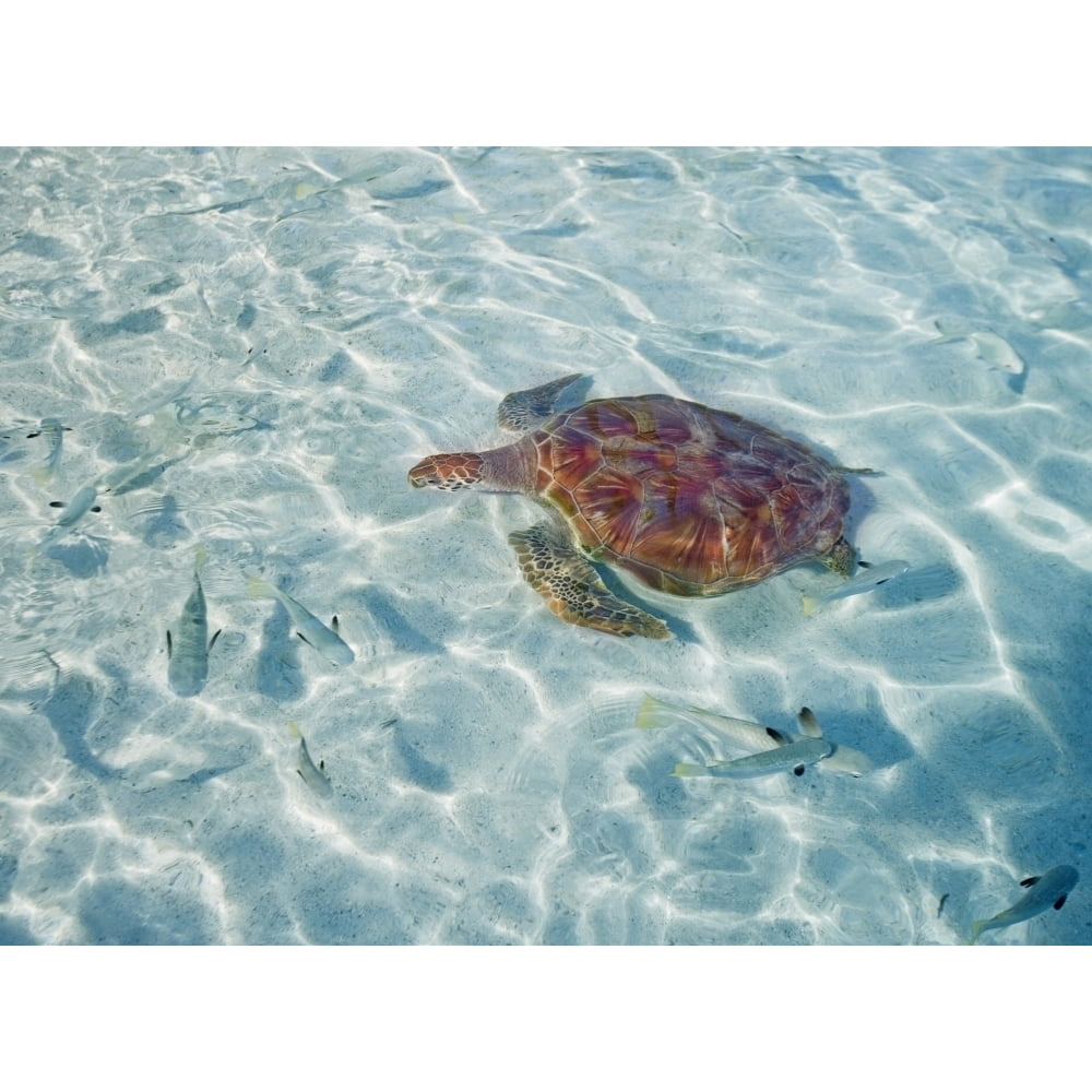 French Polynesia Bora Bora Green Sea Turtle An Endangered Species ...
