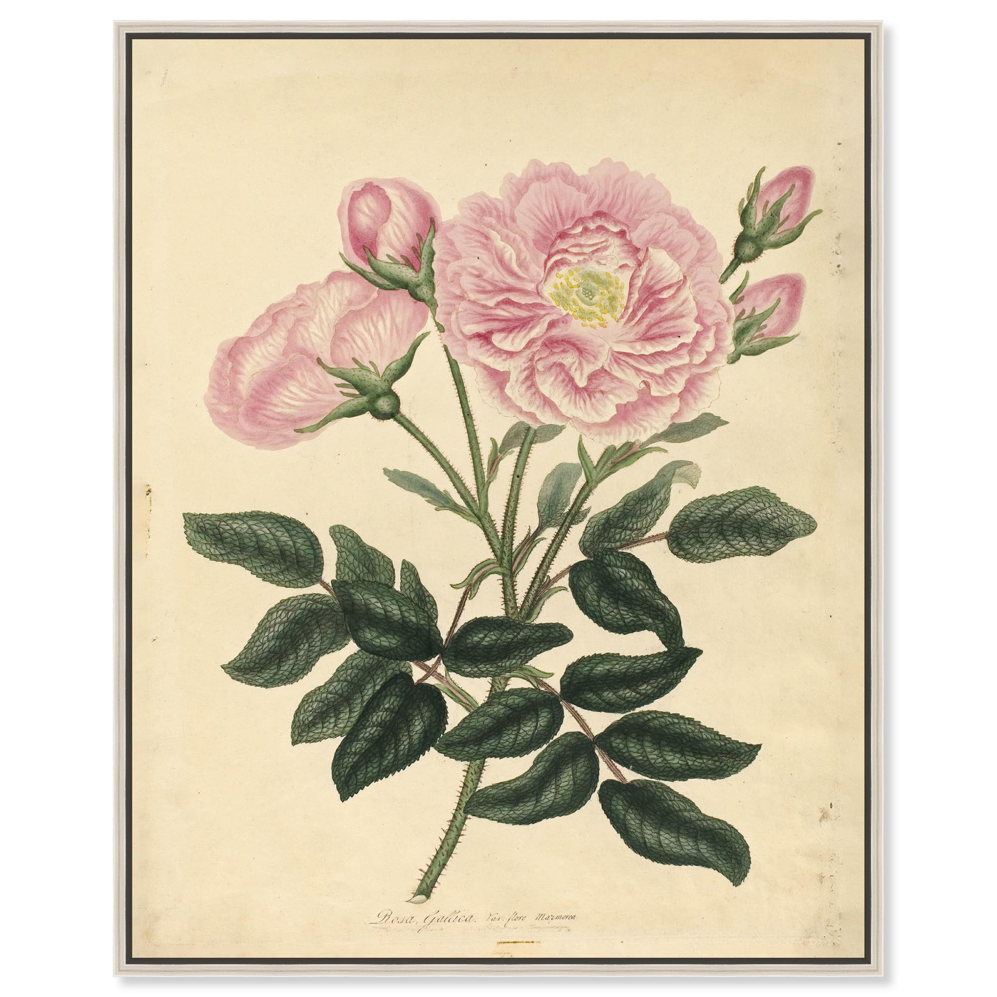 French Rose Canvas Vintage Botanical by Art Remedy, Silver Frame, 24 x ...