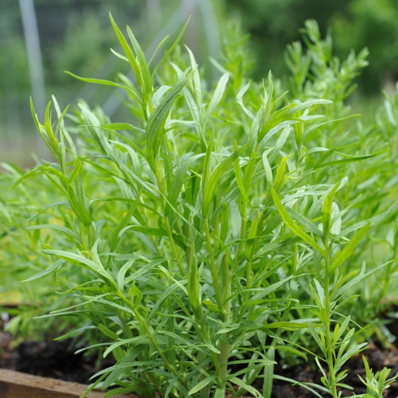 French Tarragon Plants, French Herb Plant Live in 4 Inch Pot - Walmart.com
