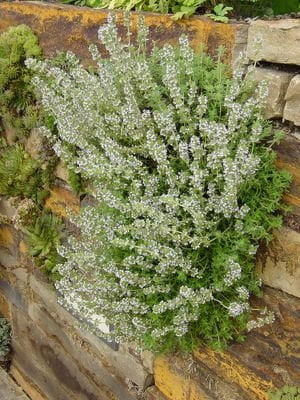 French Thyme Plant- Two (2) Live Plants - Not Seeds -Each 4"-7" Tall ...