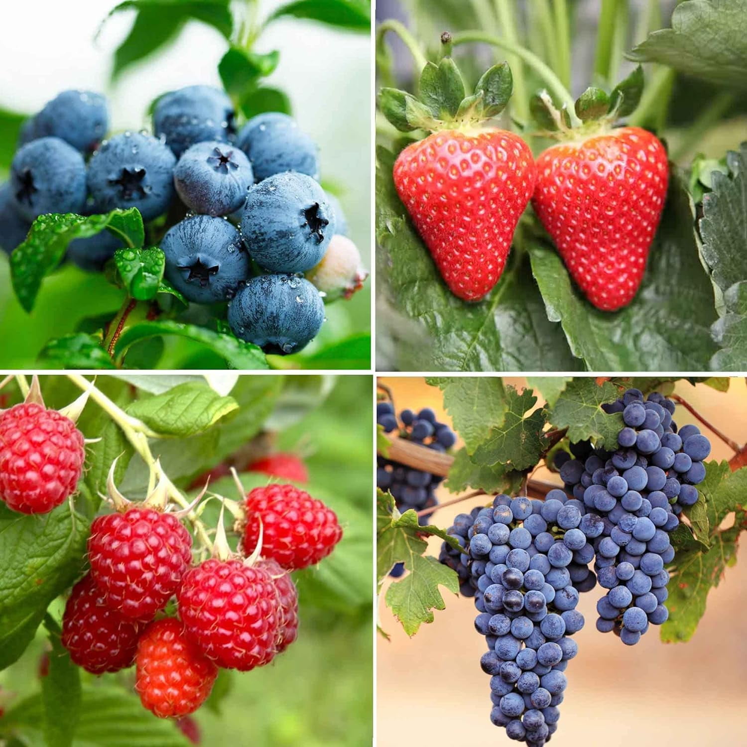 Fresh Berry Seeds Individually Labeled - 4 Types Including 800 ...