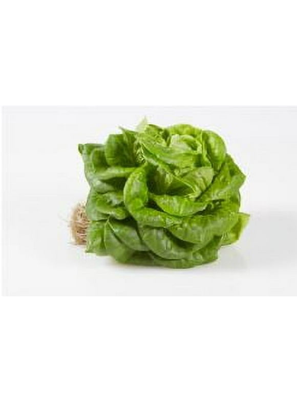 Green Leaf & Butter Lettuce in Lettuce - Walmart.com