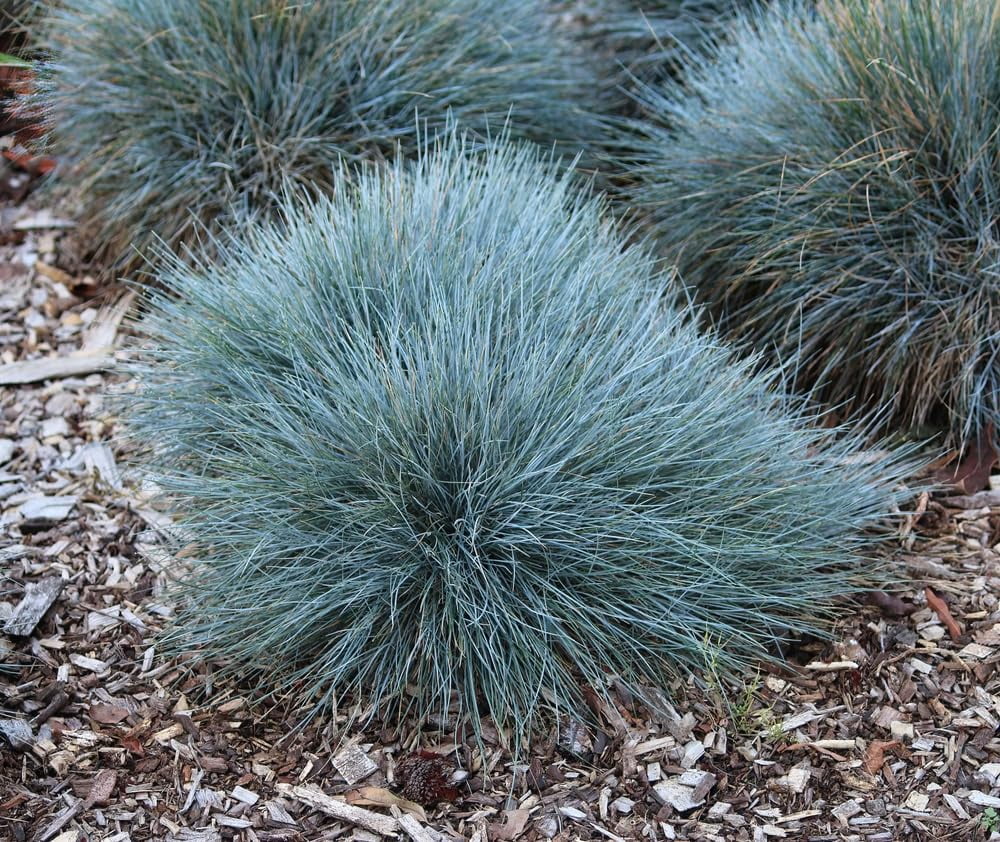 Fresh Blue Fescue Grass Seeds for Planting - Ornamental Landscape or ...