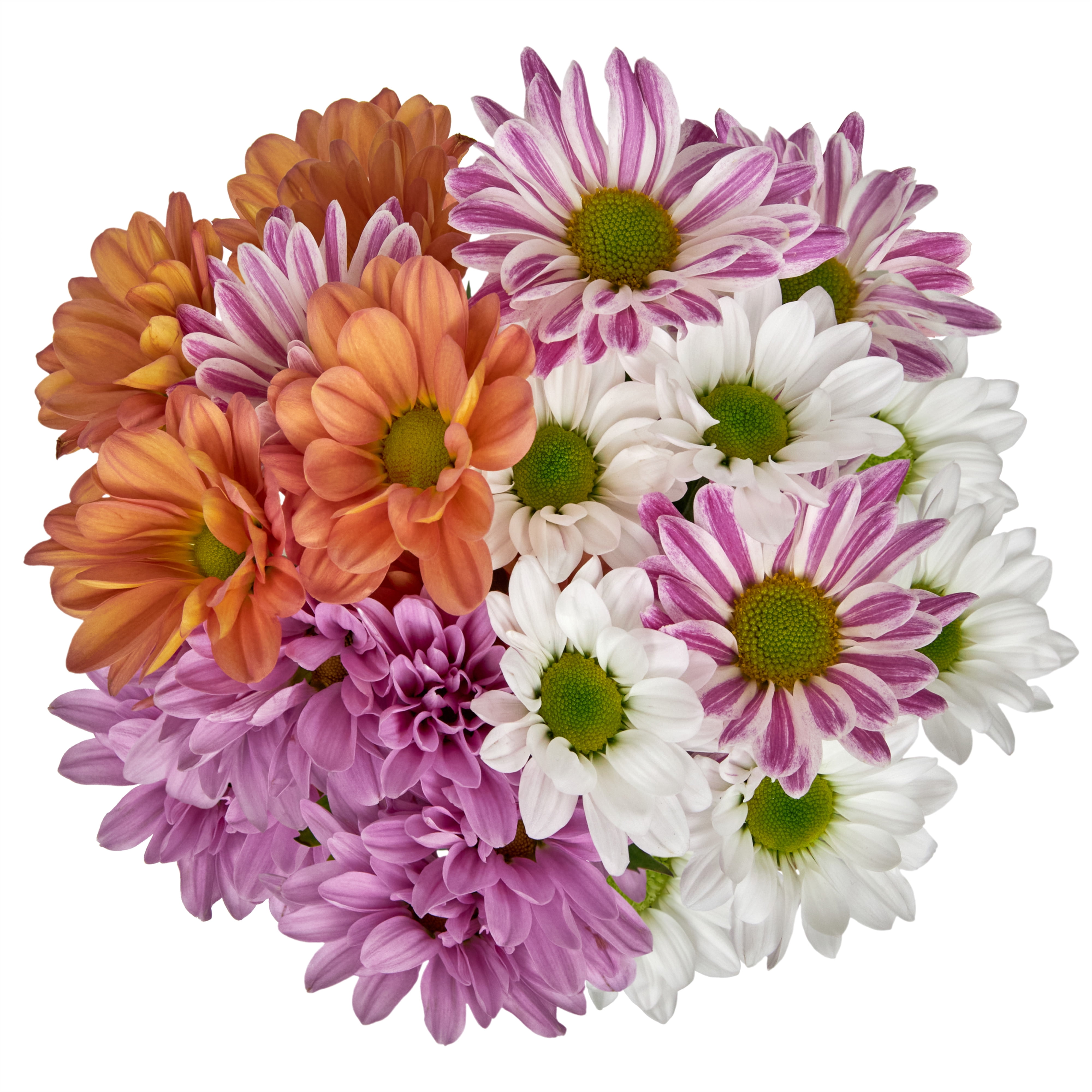Fresh-Cut Assorted Daisy Poms Flower Bunch, Minimum of 6 Stems, Colors ...