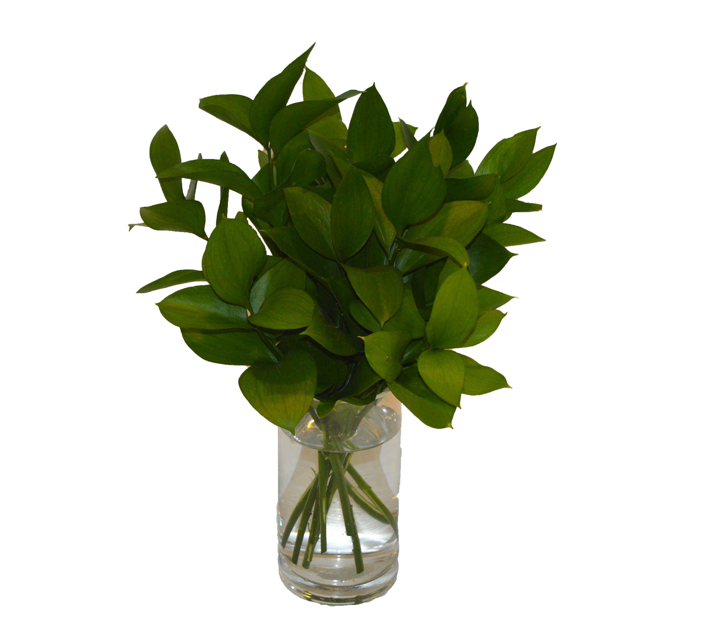 Fresh Cut Israeli Ruscus (1) - Walmart.com