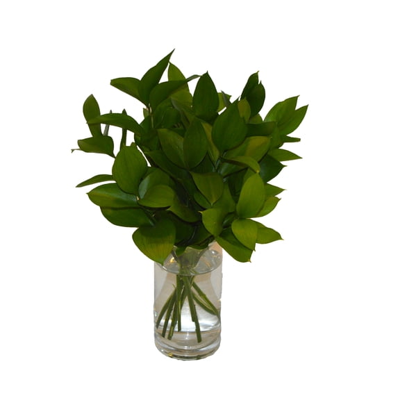 Fresh Cut Israeli Ruscus (1) - Walmart.com