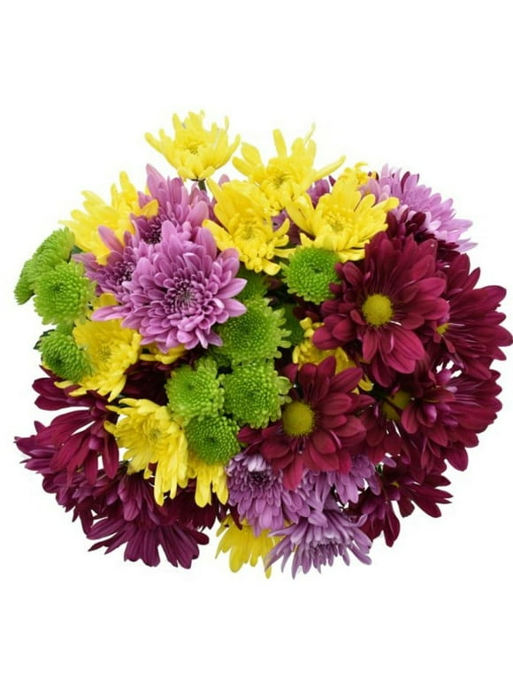 Mums in Annuals - Walmart.com