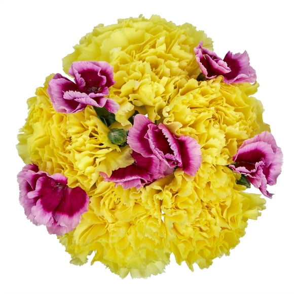Carnations in All Flowers - Walmart.com