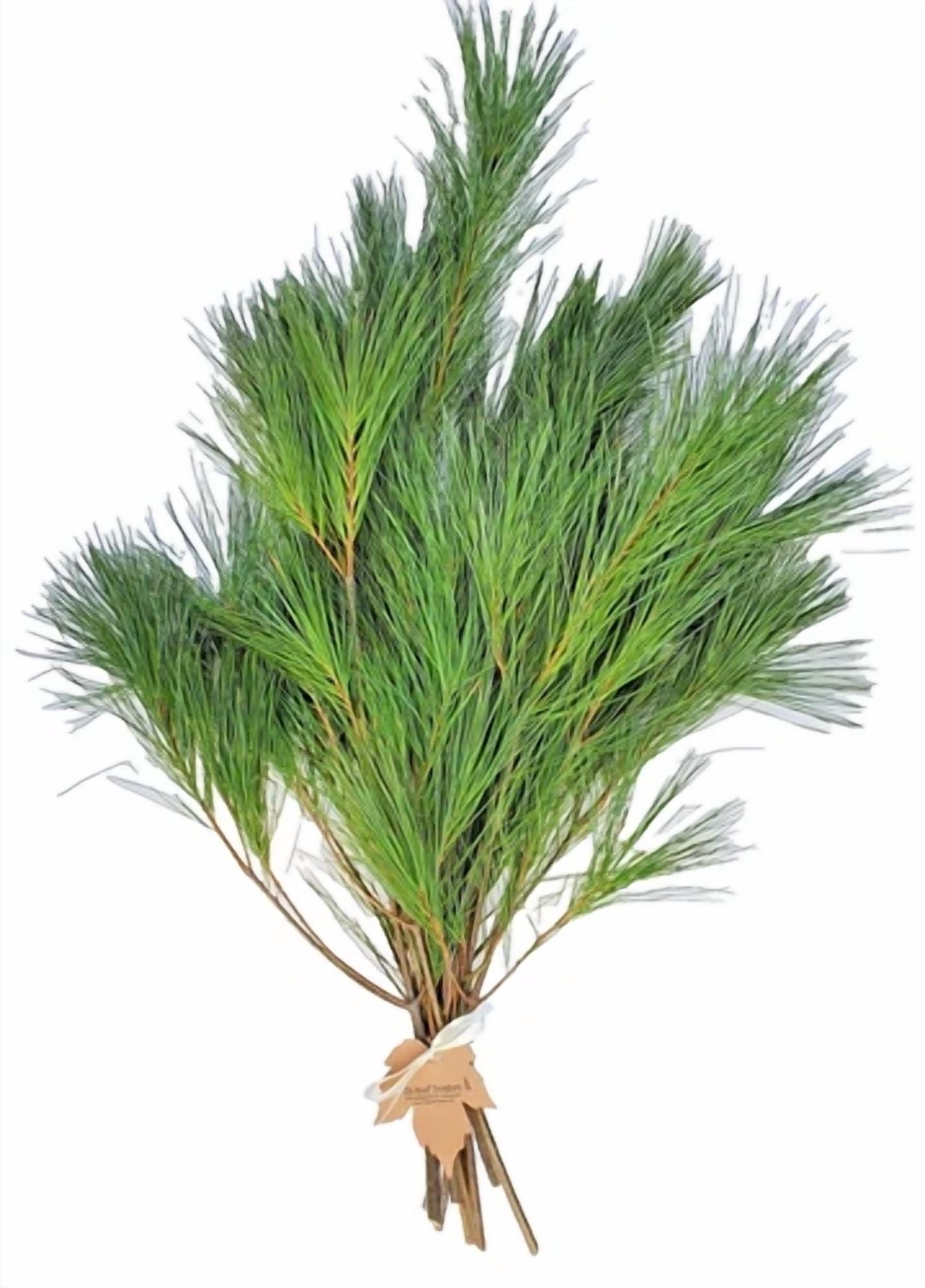 Fresh Cut Pine Boughs, 1'-2' Each, Pack Of 15 Greenery For Holiday Arrangement - Walmart.com
