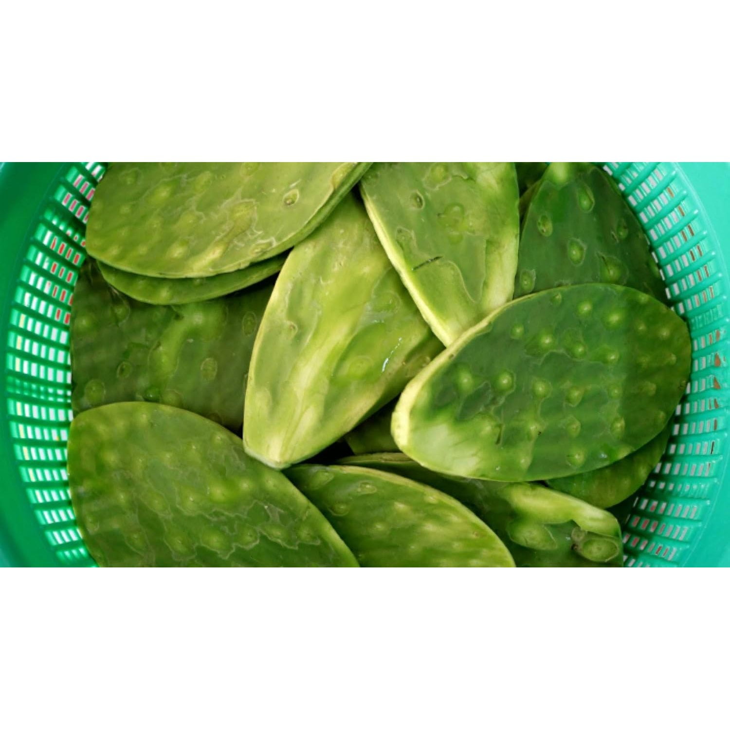 CGXP Fresh Edible Spineless Cactus Nopales Paddles, High Fiber ...