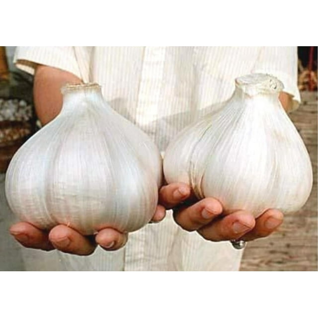 Fresh Elephant Garlic Cloves for Planting - Easy to Grow Your Own Food ...