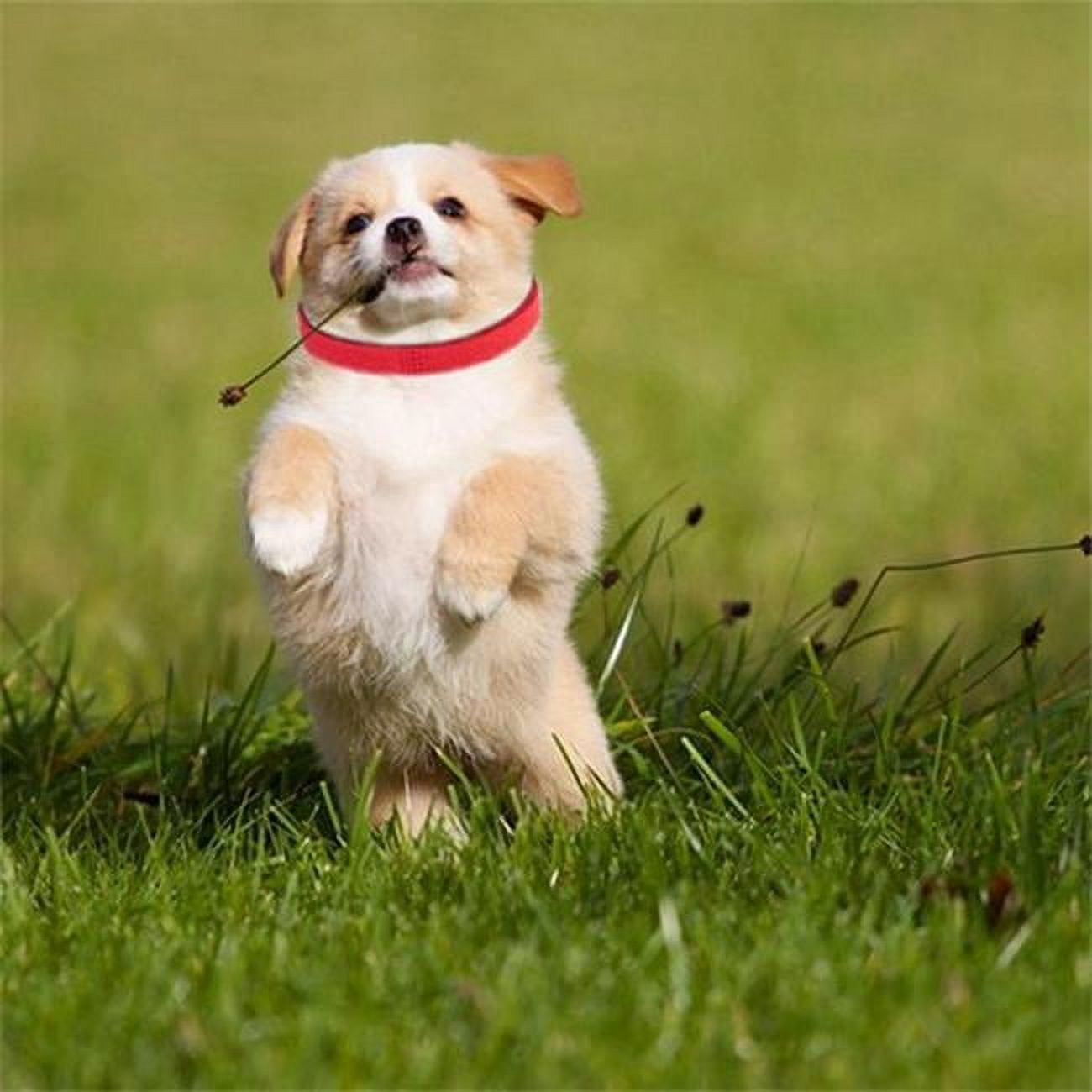 Fresh Fab Finds 12 Colors Whelping Puppy ID Collars Adjustable Double ...