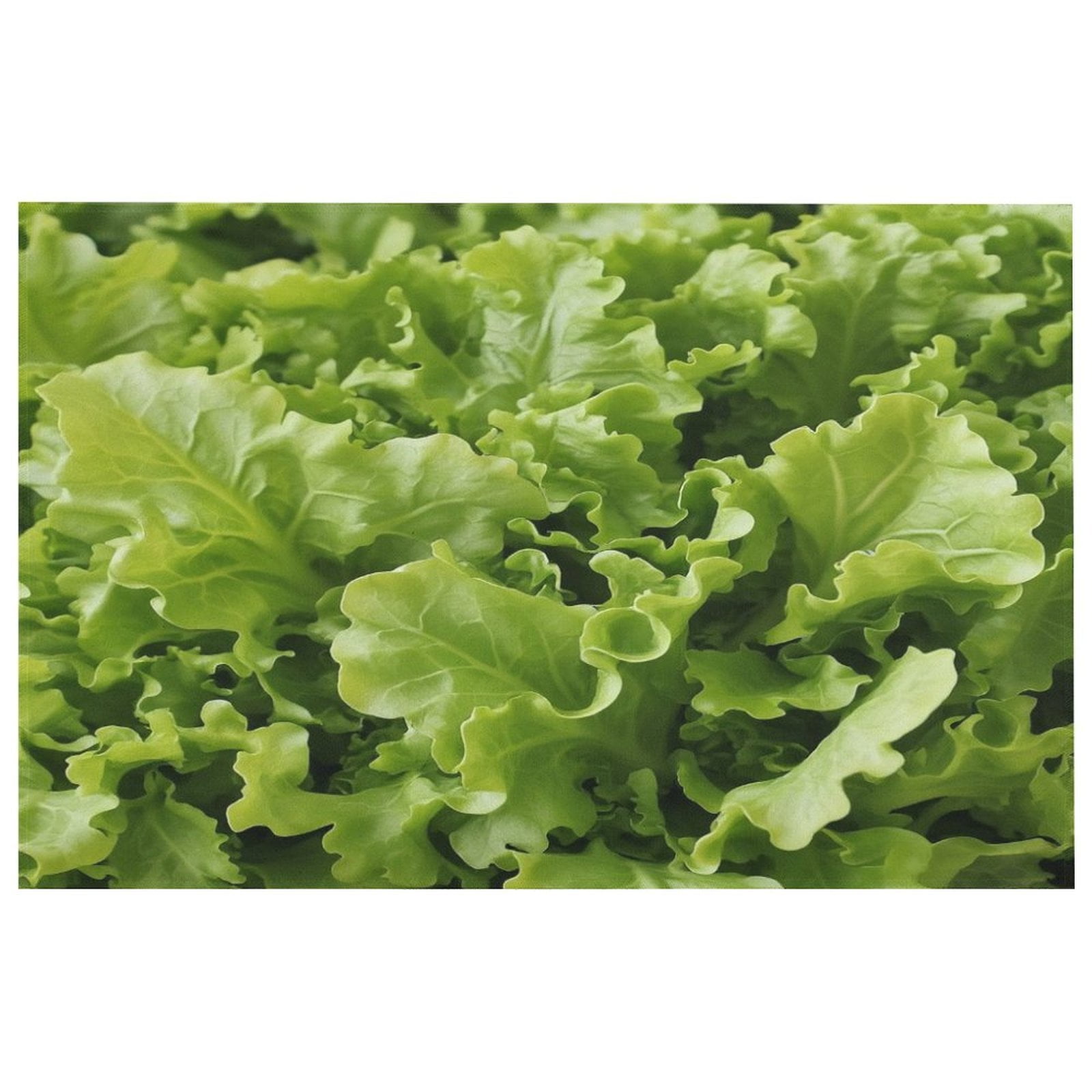 Fresh Green Lettuce Leaves Adult Home Decor Bedroom Living Room Crystal ...
