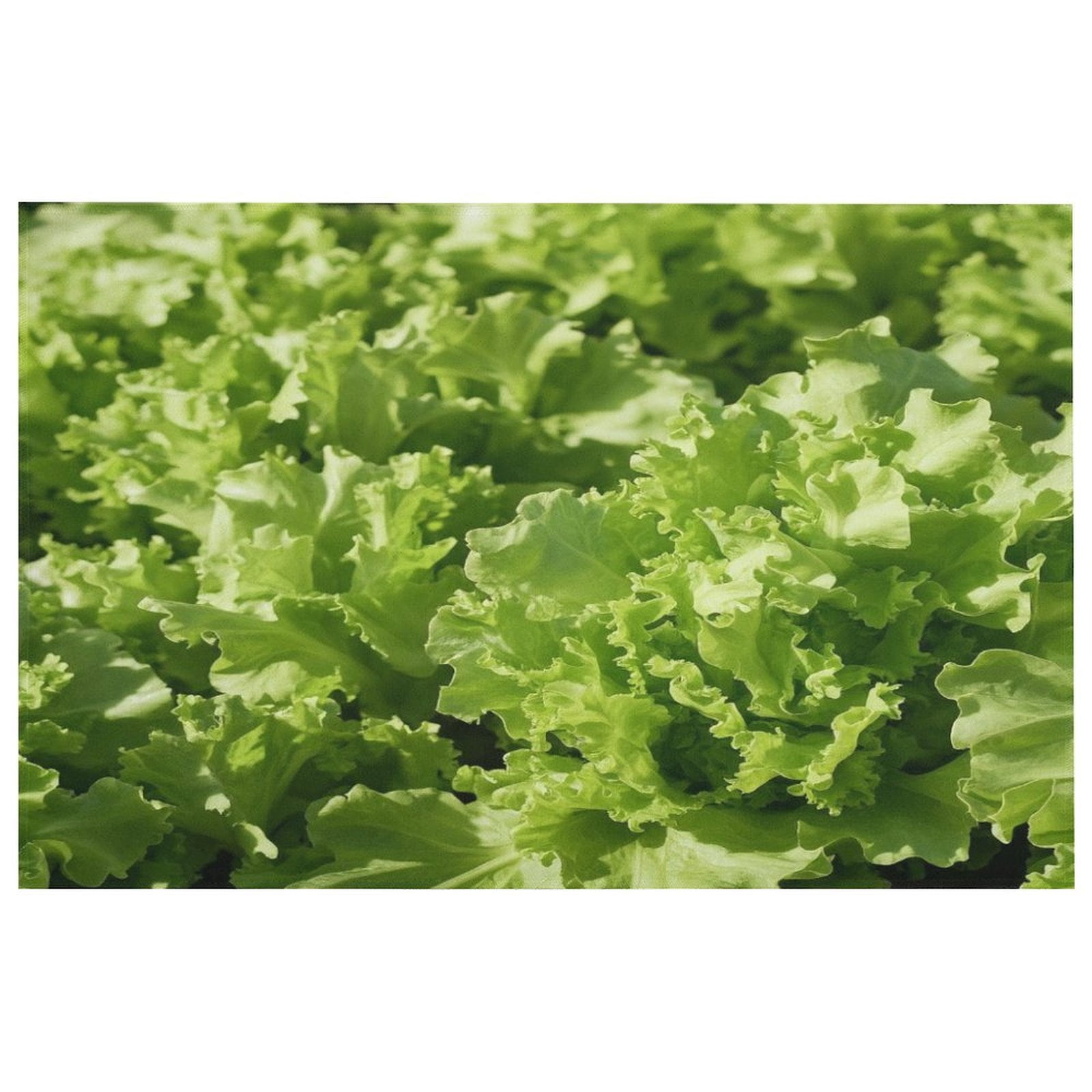 Fresh Green Lettuce Leaves Adult Home Decor Bedroom Living Room Crystal ...