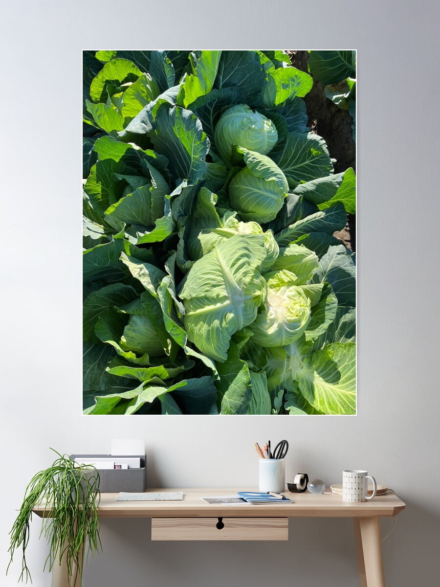 Fresh Harvest Cabbages Poster Wall Art, Modern Wall Decor For Living ...
