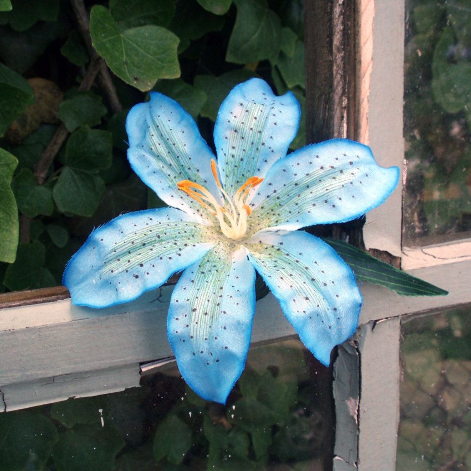 Fresh, Healthy Flower Bulbs Fresh Lily Bulbs Large, Colorful Flowers ...