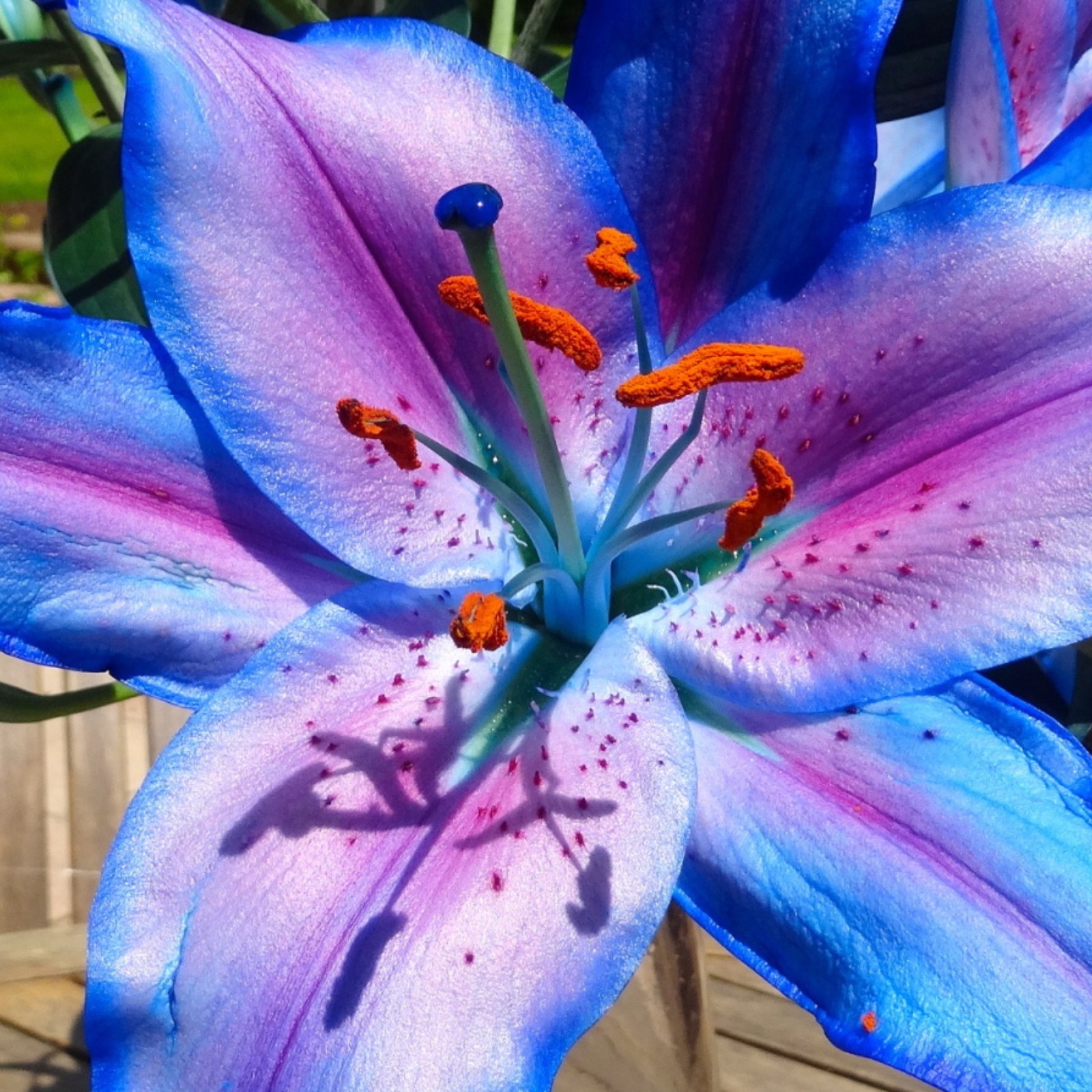 Accent Calla Lily Bulb 14/16cm - Rich Purple - Walmart.com