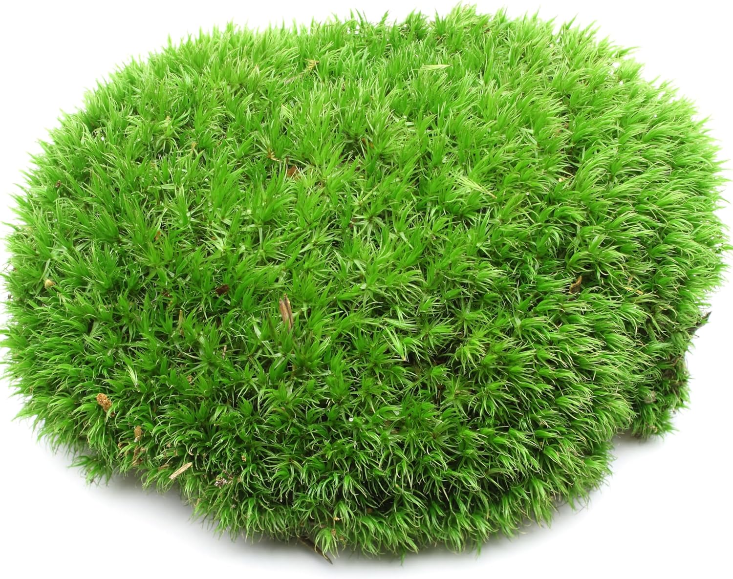 Fresh Live Moss Variety Pack - Ideal for DIY Terrariums, Miniature ...