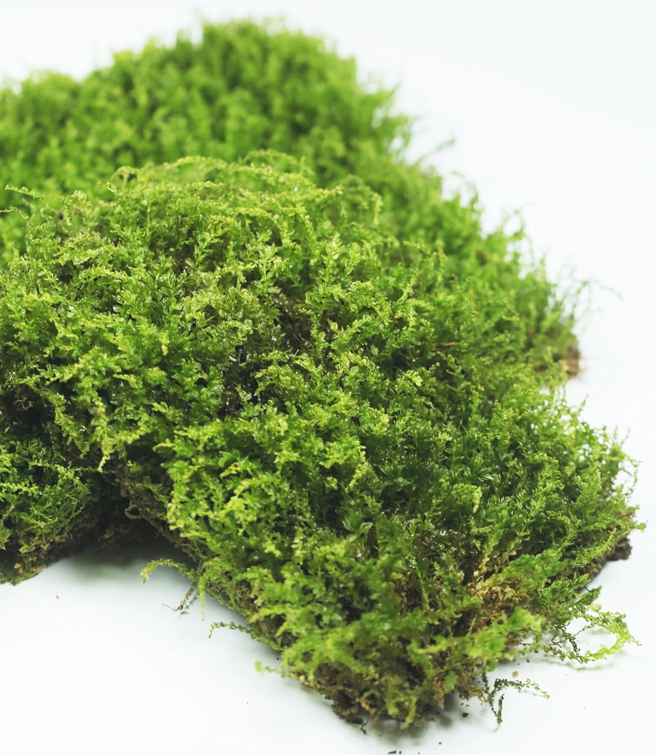 Fresh Live Moss Variety Pack - Ideal for DIY Terrariums, Miniature ...
