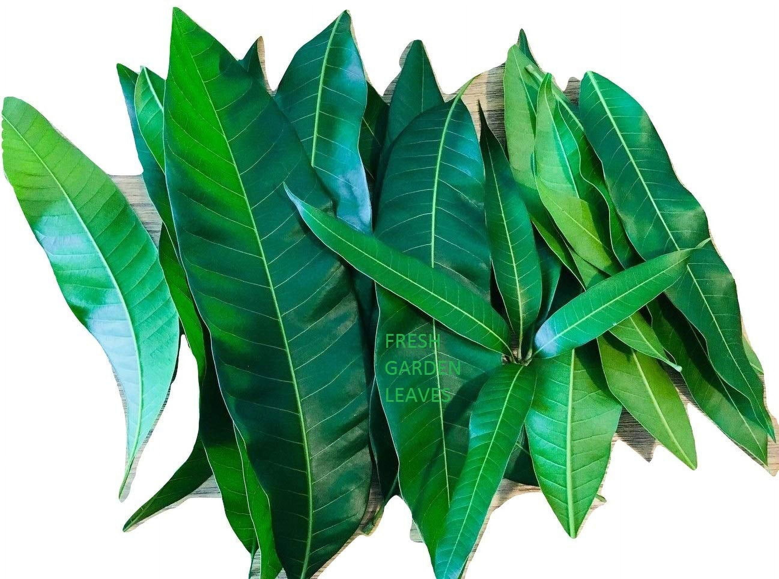 Fresh Mango Leaves Tea Organic All Natural, No Pesticide, No Chemical ...
