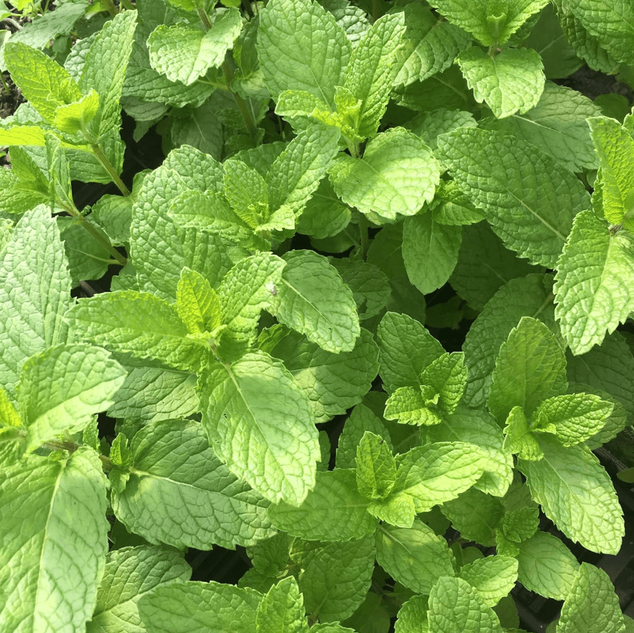 Fresh Mint Plants for Indoors Outdoors, Mint Plant Pot, Live Mint Plant, Edible Herb, Mojito ...