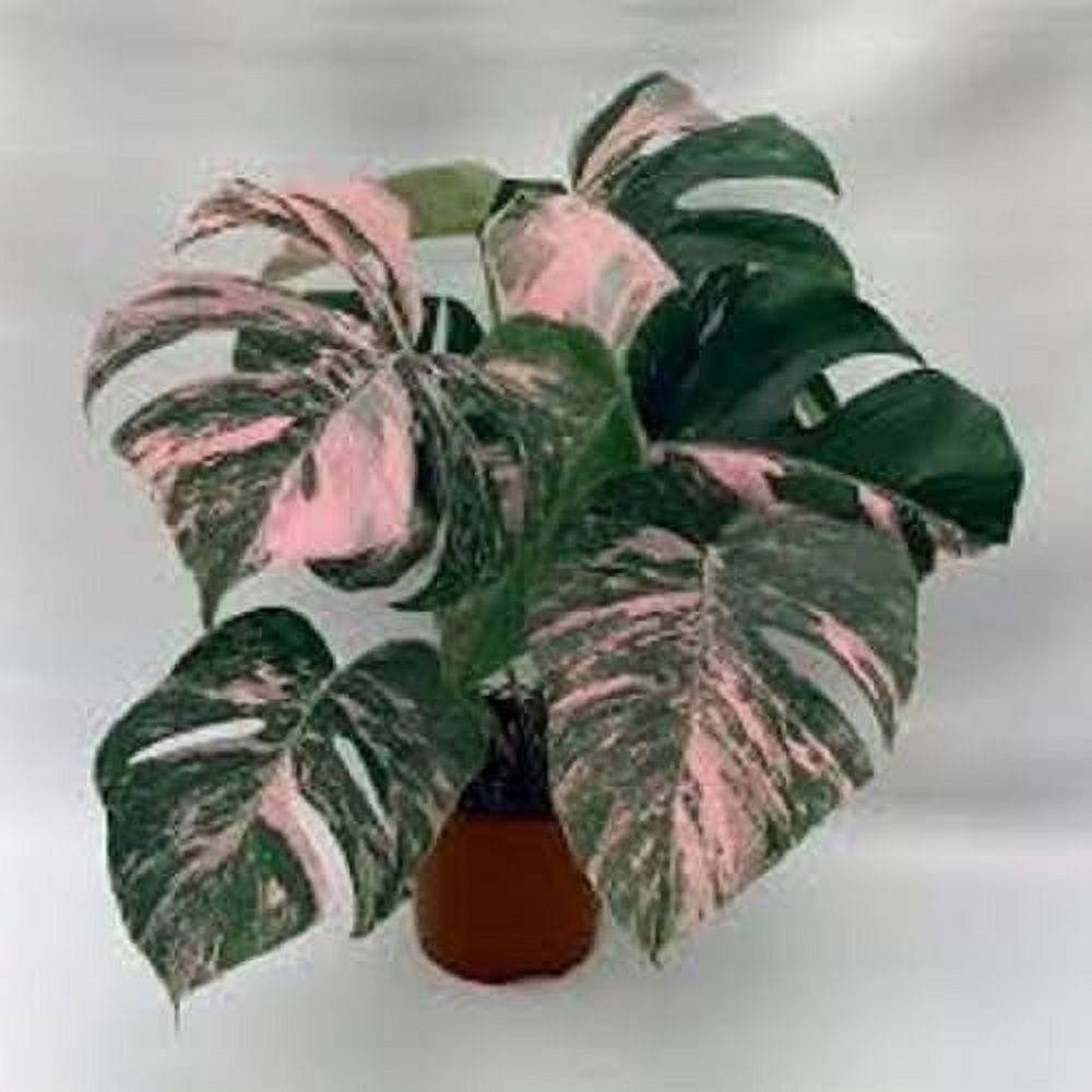Fresh Monstera Plant Seeds for Planting ITL1 50pcs, Exotic Tropical ...