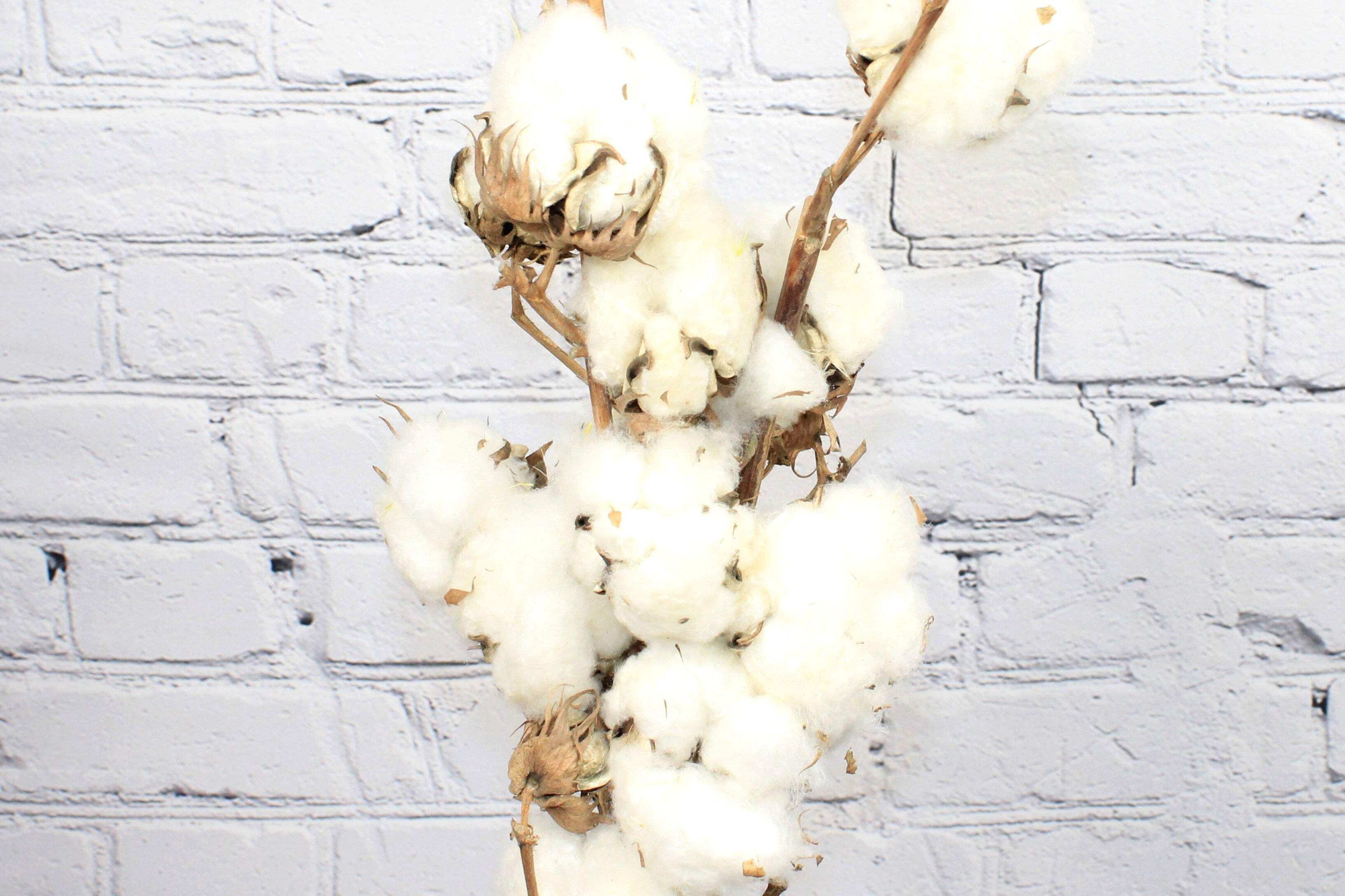 Real Touch Flowers - Fresh & Natural Cotton Flower - 1 Bunch (5 Stems ...
