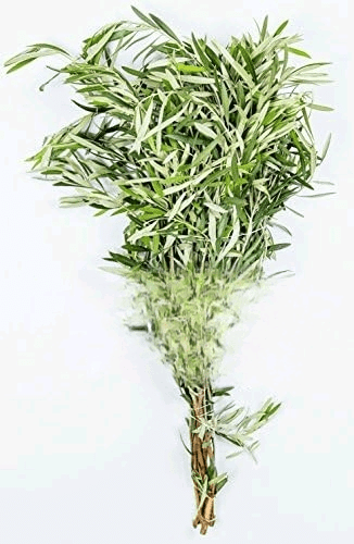 Fresh Olive Greenery Branches DIY Long Lasting Large Bunch All Occasion ...
